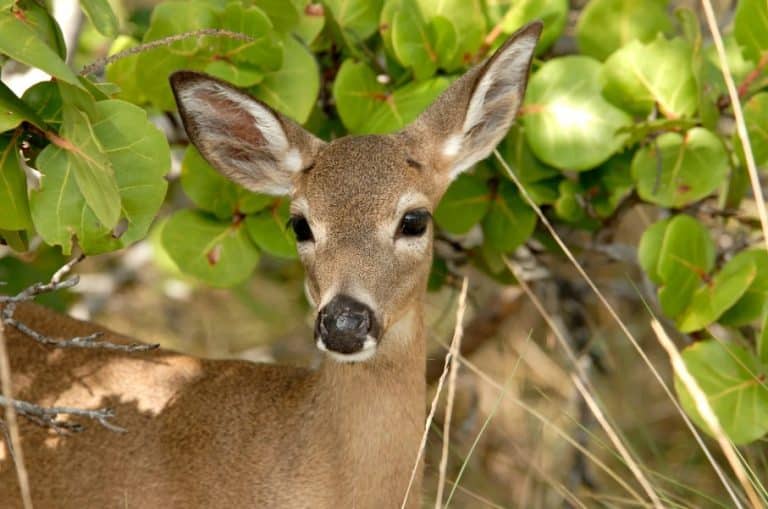 11 Fun Facts About the Florida Keys You Probably Didn’t Know - Key Lime ...